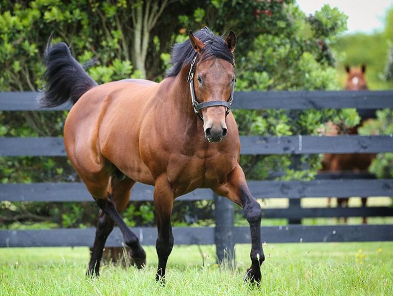 Makfi sold to Japan | Thoroughbred Express