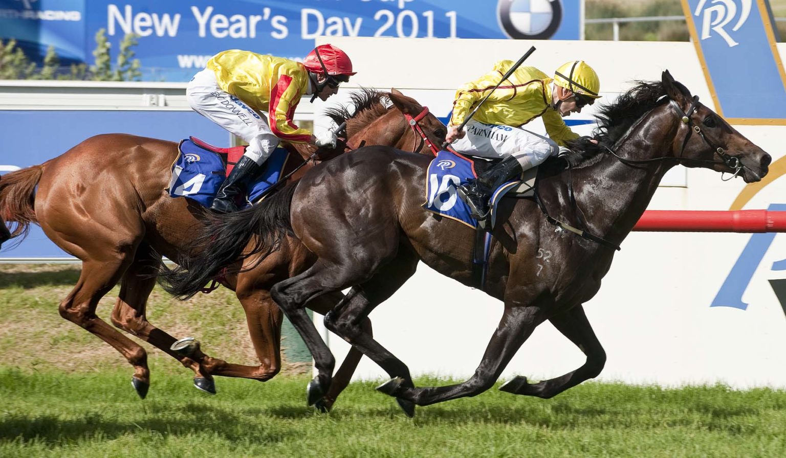 Parnham plots Kingston Town win with Playing God | Thoroughbred Express