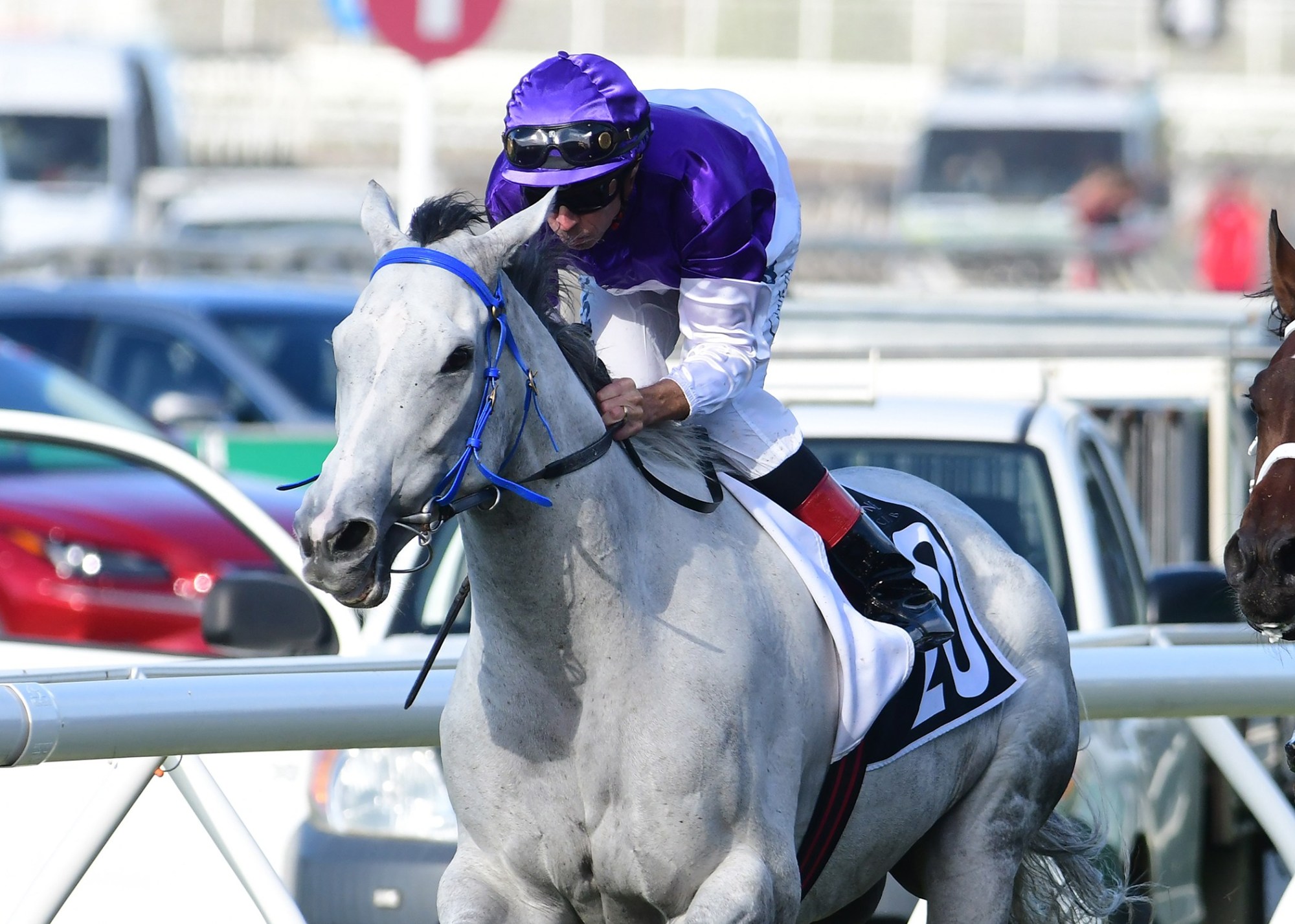 Sydney calling The Candy Man | Thoroughbred Express