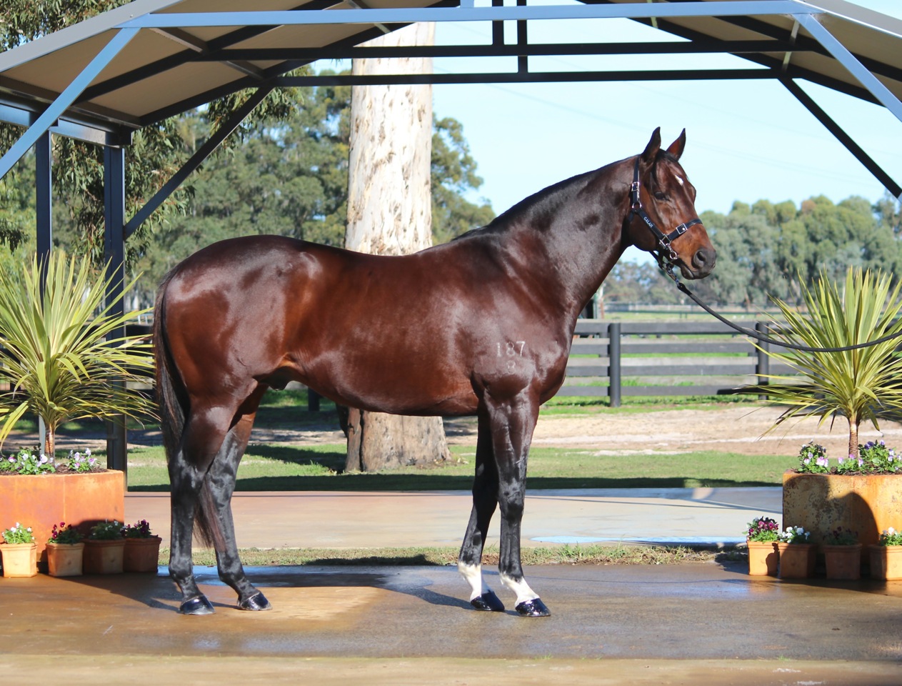Let’s Galahvant a goer by Galah | Thoroughbred ExpressThoroughbred Express