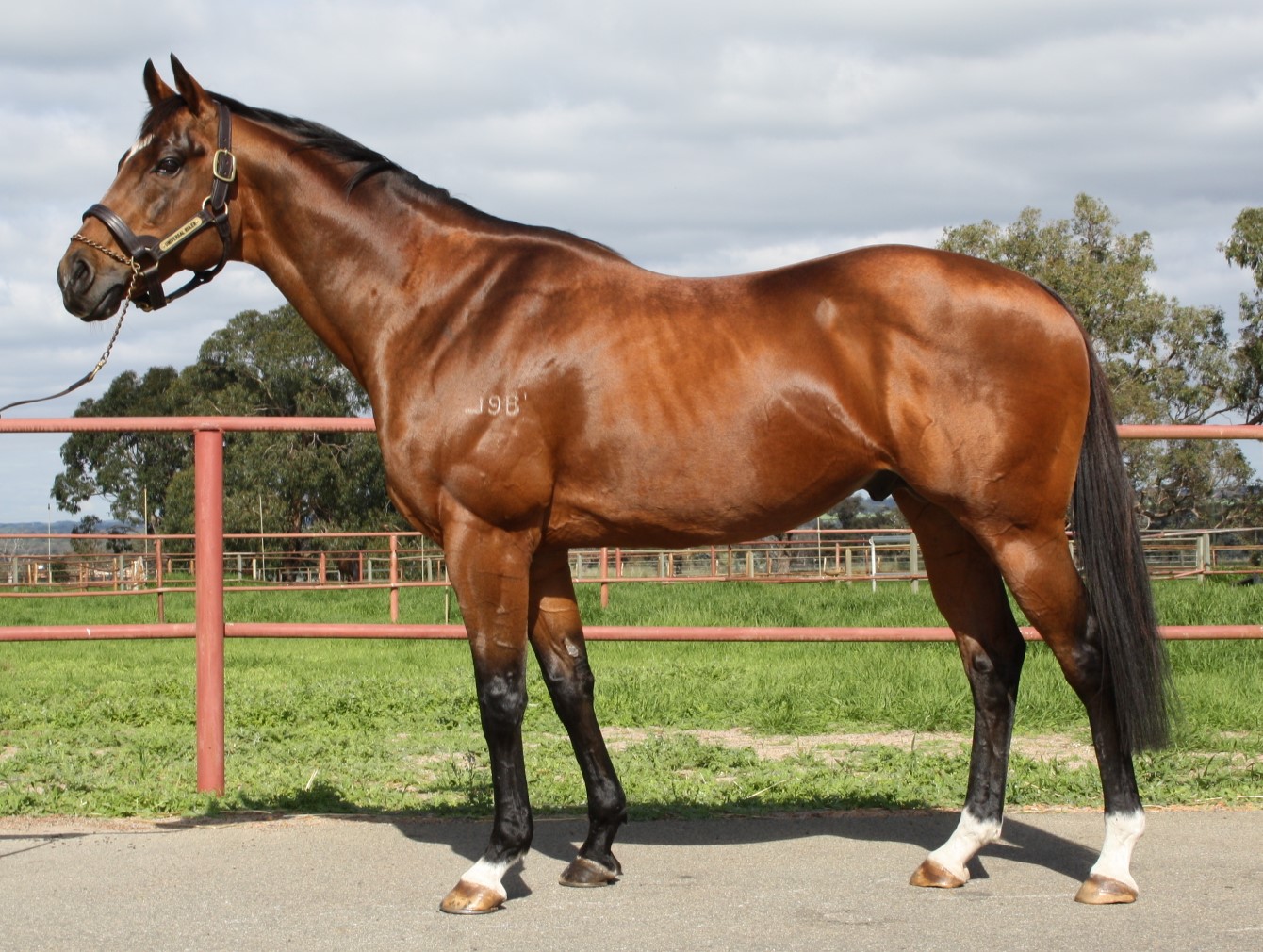 Rulers braced for half-million heists | Thoroughbred Express
